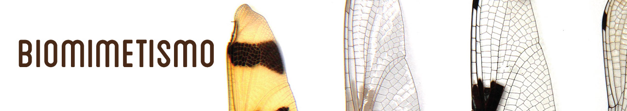 Biomimetismo - Design ao Vivo
